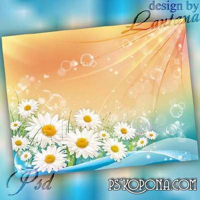 PSD source - Daisy petals shining colorful day
