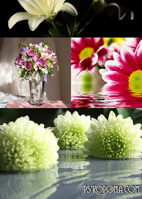 Flowers backgrounds, for Adobe Photoshop