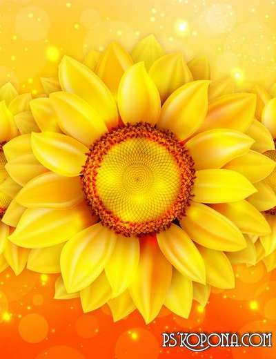 Free PSD source for photo design (layered PSD) - Flowers Sunflowers