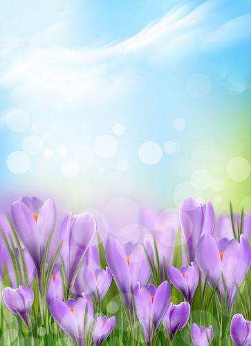 Spring background PSD format with flowers of saffron - multilayer PSD ...