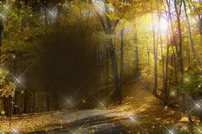 Frame for photo - Morning in the Forest