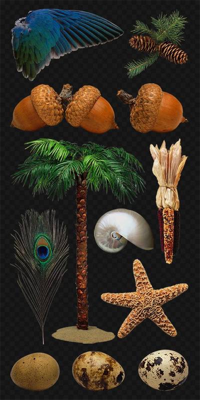 Plants and other natural objects png images - 111 PNG files natural ...