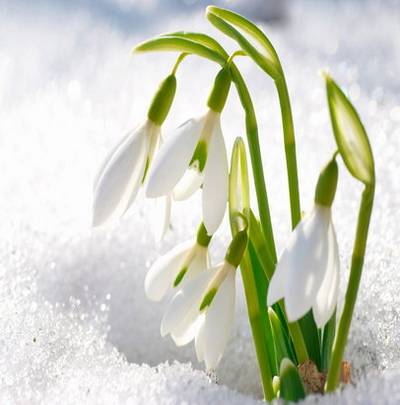 Snowdrops – Spring backgrounds