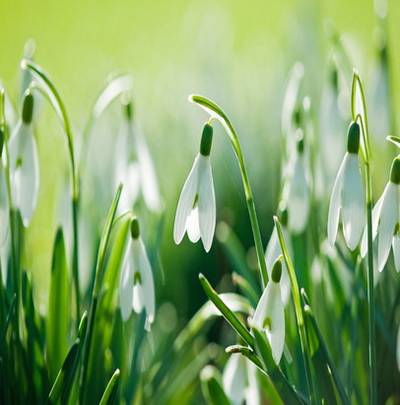 Snowdrops – Spring backgrounds