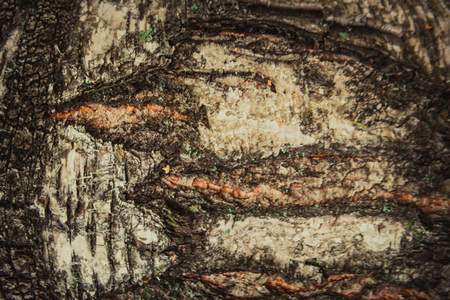 Texture of tree bark ( free textures, free download )