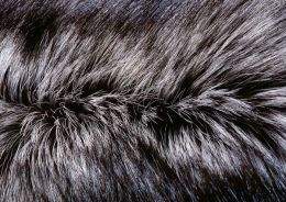 Texture Fur ( free textures, free download )