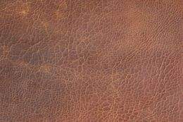 Leather texture mammals part 1