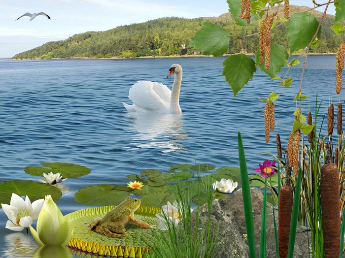 Nature psd - By the lake