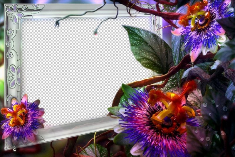 Floral photo frame for your photo with exotic flowers, PSD, PNG, download