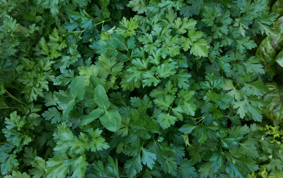 Grass, foliage, herbs - textures for design ( free textures, free ...