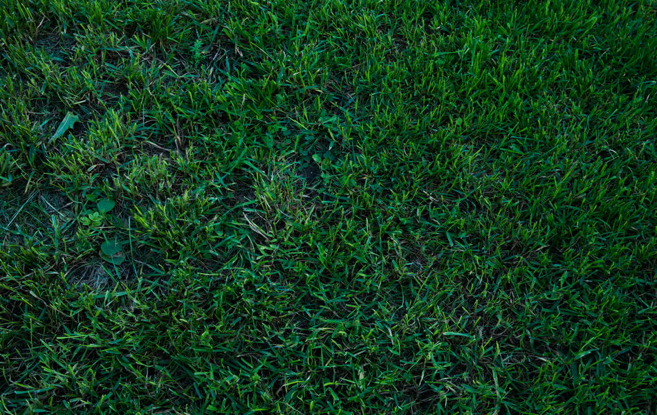 Grass, foliage, herbs - textures for design ( free textures, free ...