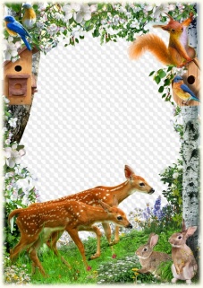 Forest animals and birds in the forest, photo frame