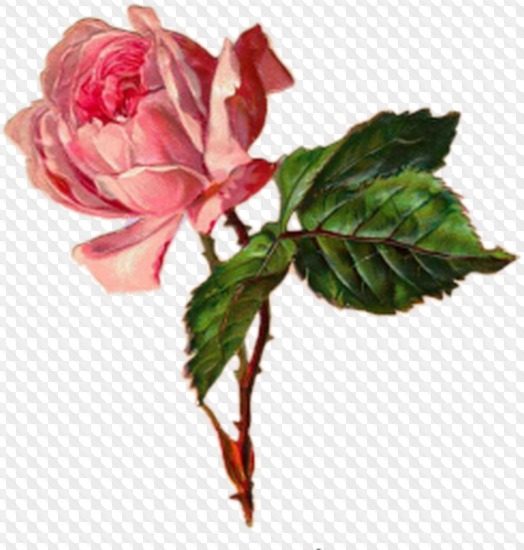 42 PNG, Vintage Roses, images with transparent background