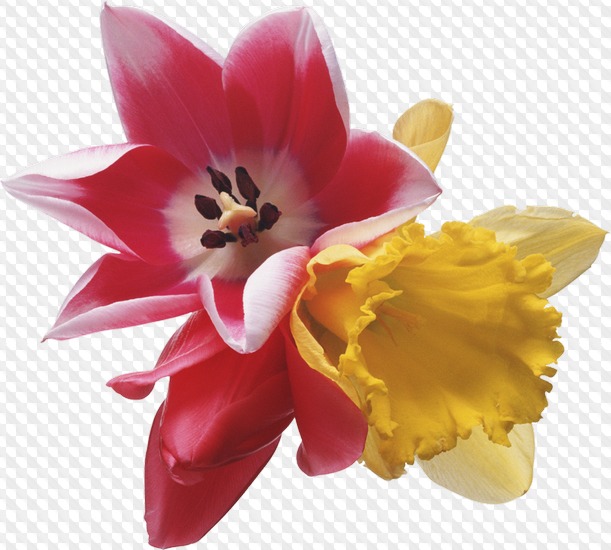 35 PNG, Spring flowers, images with transparent background