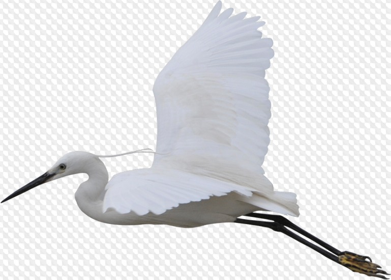 PSD, 24 PNG, Garza blanca, pájaros en vuelo, imágenes con fondo ...