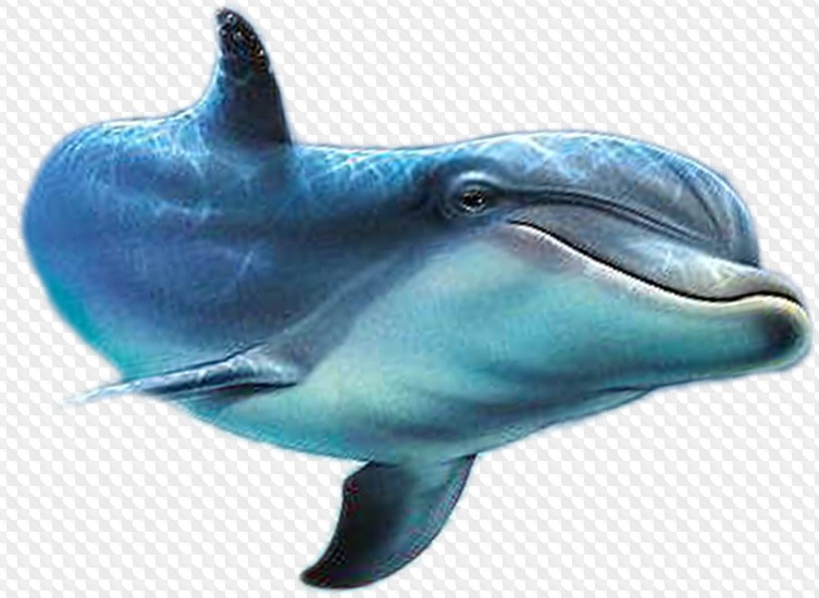 Dolphin Transparent Background