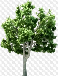 100 PNG, Trees, images on a transparent background