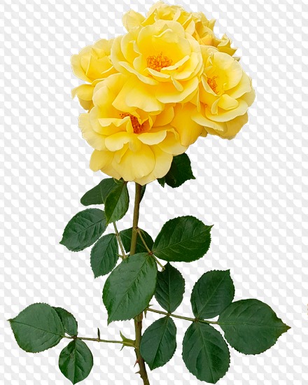 Tea rose ( PSD, 10 PNG, transparent, download )