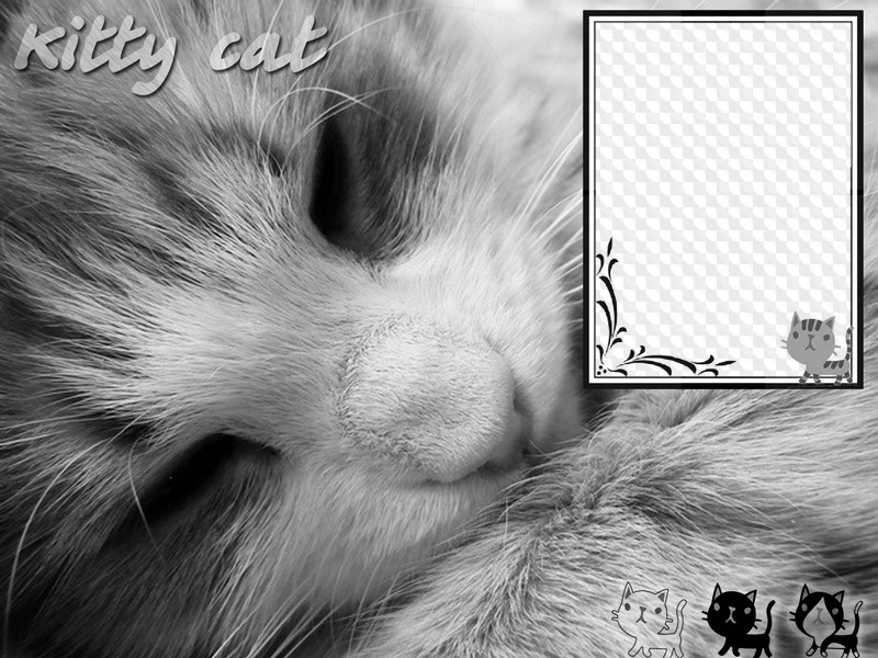PSD, PNG, Photo frame, Kitty cat. Transparent PNG Frame, PSD Layered ...