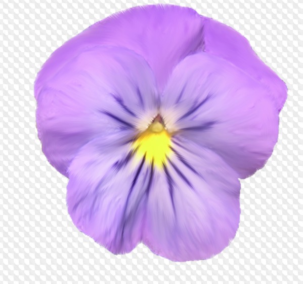 25 PNG, Violets, graphic, flowers with transparent background