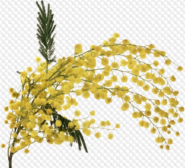 34 PNG, Mimosa, bouquets and compositions with mimosa branches, images ...