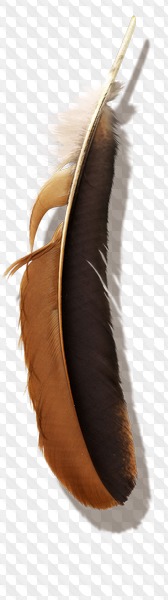 Native American Feathers PNG images with transparent background
