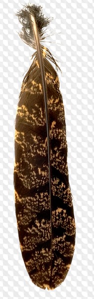 Native American Feathers PNG images with transparent background