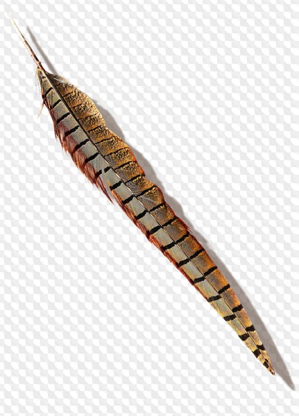 Native American Feathers PNG images with transparent background