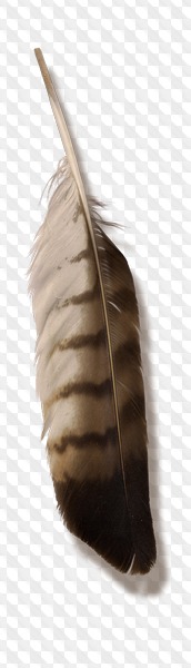 Native American Feathers PNG images with transparent background