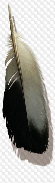 Native American Feathers PNG images with transparent background