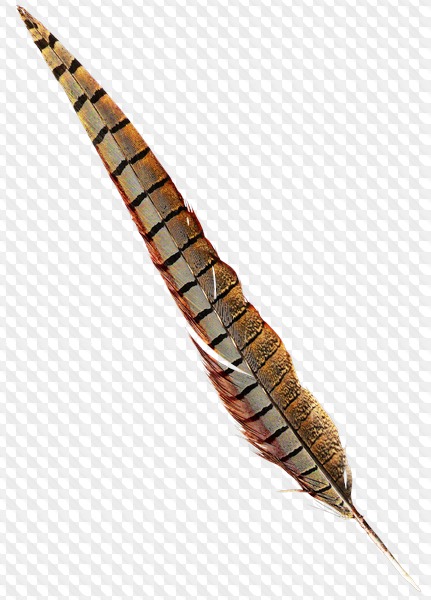 Native American Feathers PNG images with transparent background