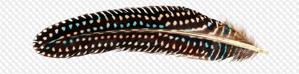 Native American Feathers PNG images with transparent background