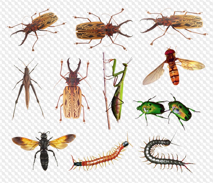 34 PNG Colección de insectos en el fondo transparente