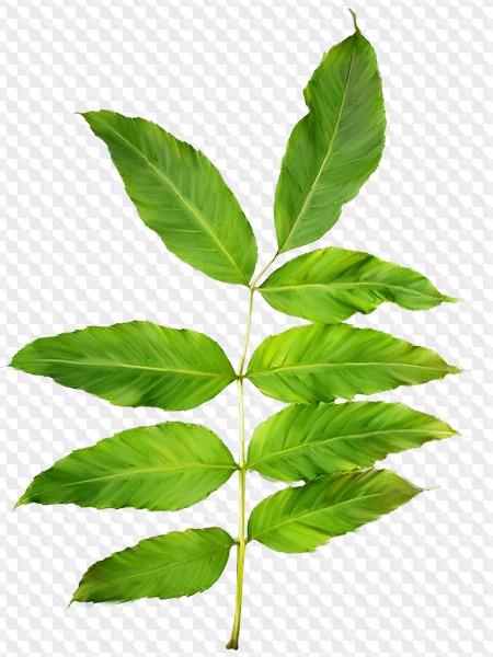 163 PNG, Leaves on transparent background