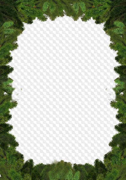 12 PNG, Coniferous, fir-tree photo frames