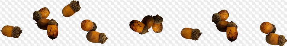 77 PNG, Nuts, acorns and seeds on transparent background