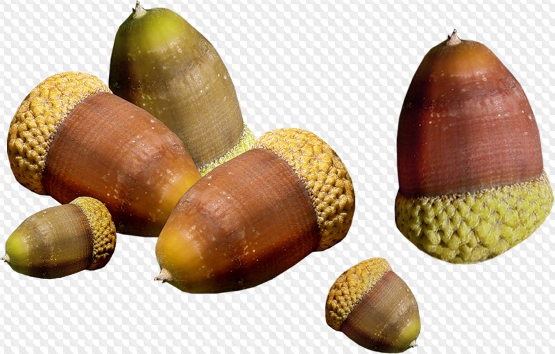 65 PNG, Acorns on transparent background