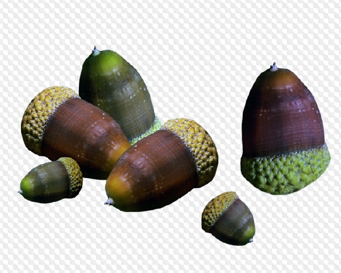 65 PNG, Acorns on transparent background