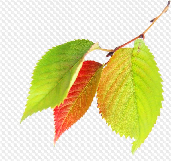 Autumn compositions, leaves, landscape elements, overlays on ...