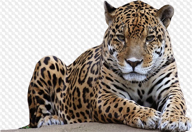 31 PNG, leopardo en fondo transparente.