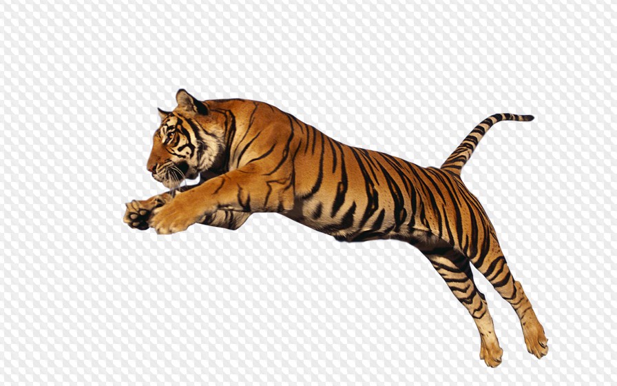 41 PNG, Tiger on transparent background