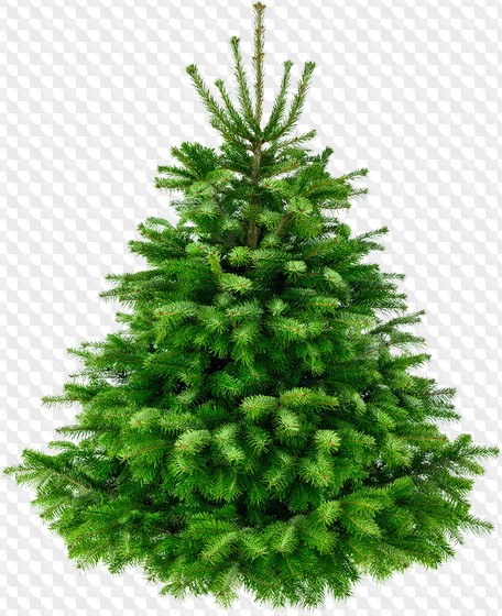 PSD, PNG, Christmas tree on transparent background
