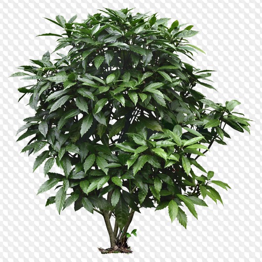 40 PNG, Trees with leaves, ornamental trees, pine, palm, spruce, PNG ...