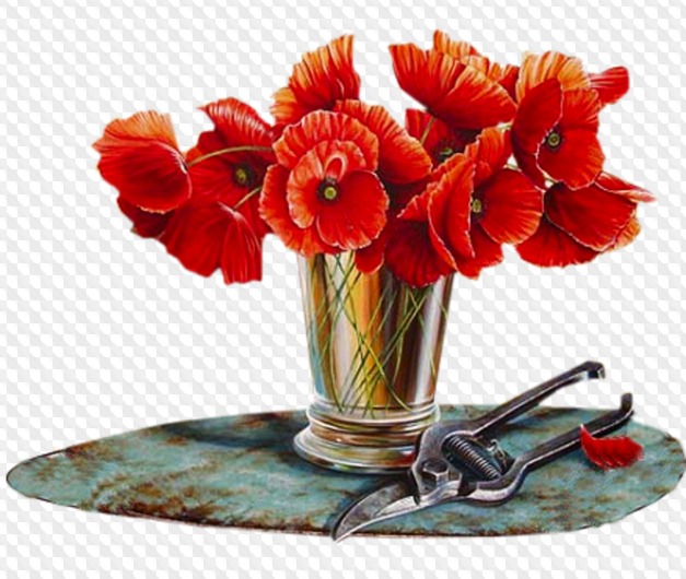 143 PNG, Poppy png flowers, frames, clusters