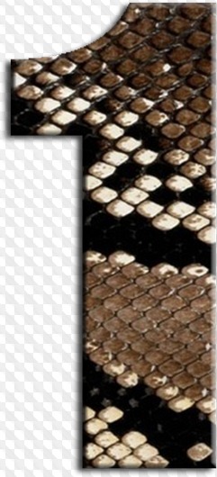 Numbers from snake skin, PSD, PNG images on transparent background
