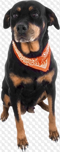 Updated, 196 transparent PNG, Dogs: Basset, Bulldog, Labrador, Labrador ...