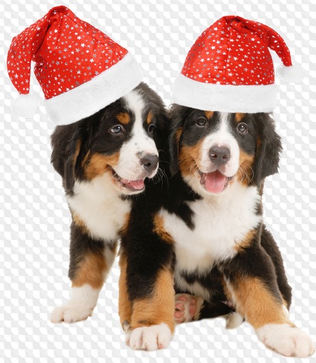 30 PNG, Dogs in Christmas hats on transparent background