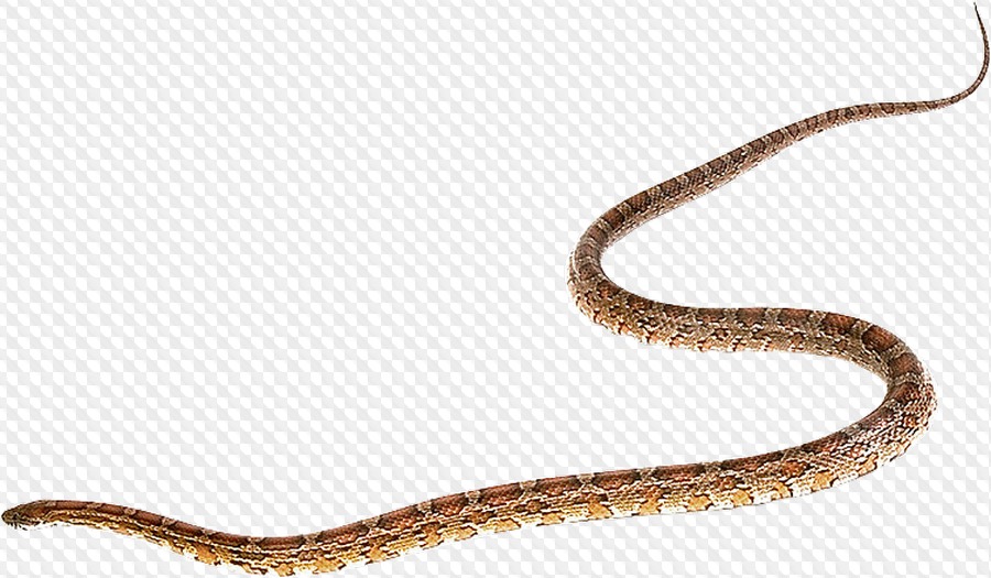 Snake with transparent background, free PSD file, 16 PNG images