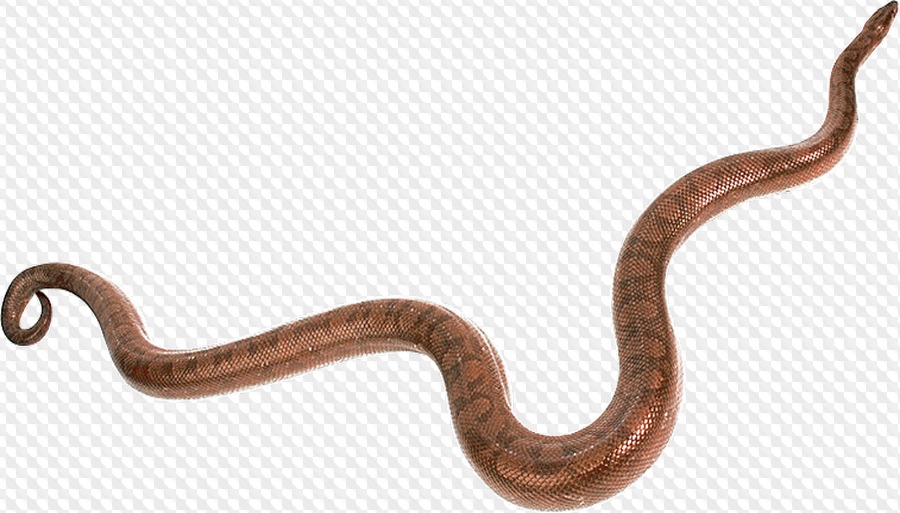 Snake with transparent background, free PSD file, 16 PNG images