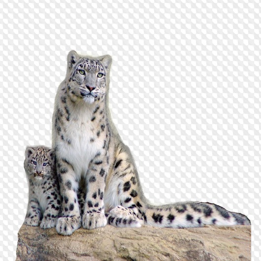 11 PNG, PSD, Animals with transparent background, download